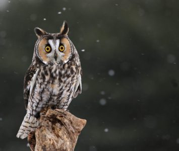 A Field Guide to Common Owl Species - Countryside